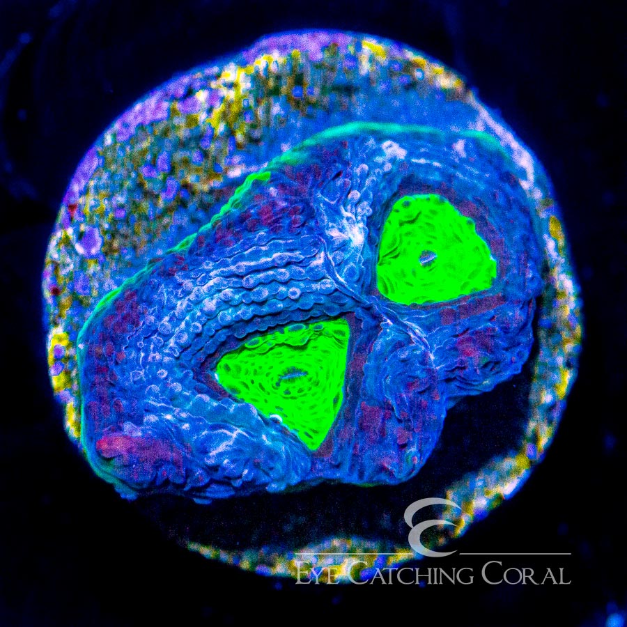 Wholesale Coral | Aussie & Indo Shipments | Eye Catching Coral