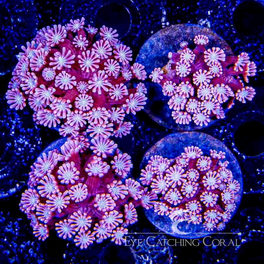 Wholesale Coral | Aussie & Indo Shipments | Eye Catching Coral