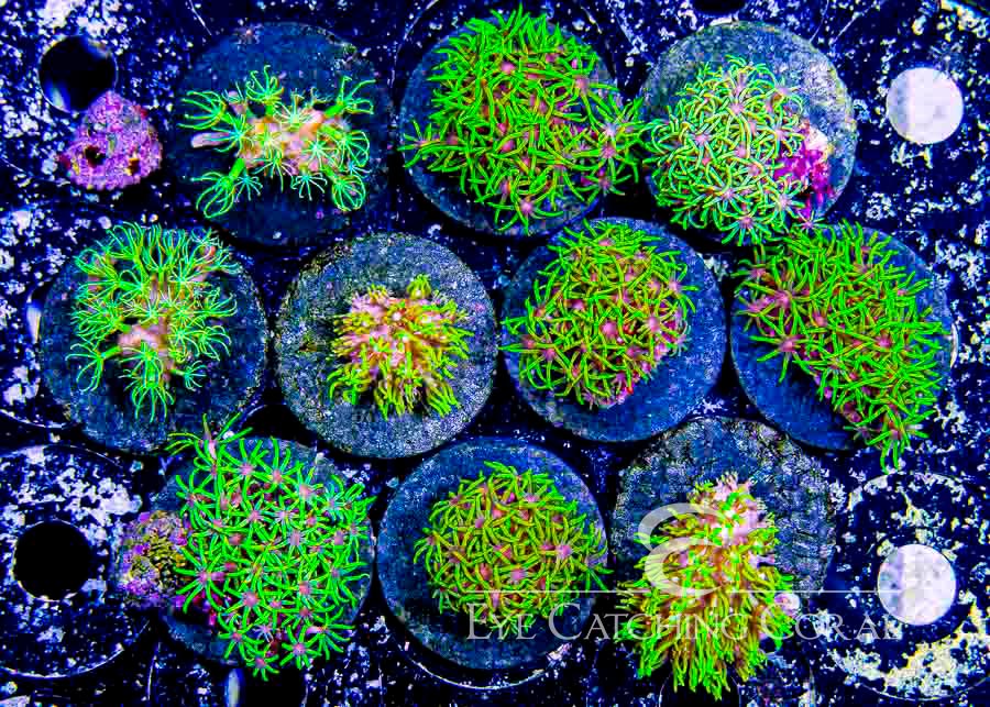 Wholesale Coral | Aussie & Indo Shipments | Eye Catching Coral