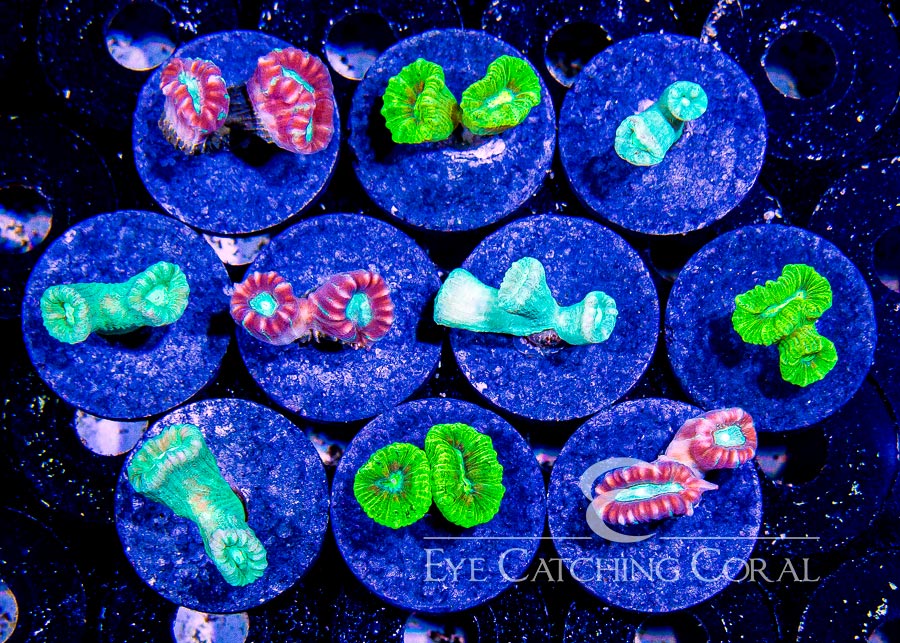 Wholesale Coral | Aussie & Indo Shipments | Eye Catching Coral