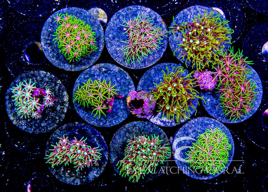 Wholesale Coral | Aussie & Indo Shipments | Eye Catching Coral
