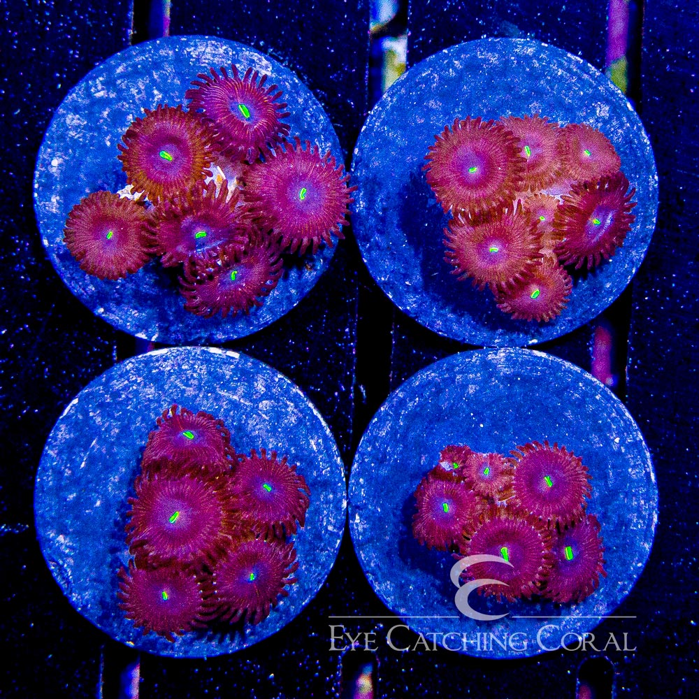 Wholesale Coral | Aussie & Indo Shipments | Eye Catching Coral