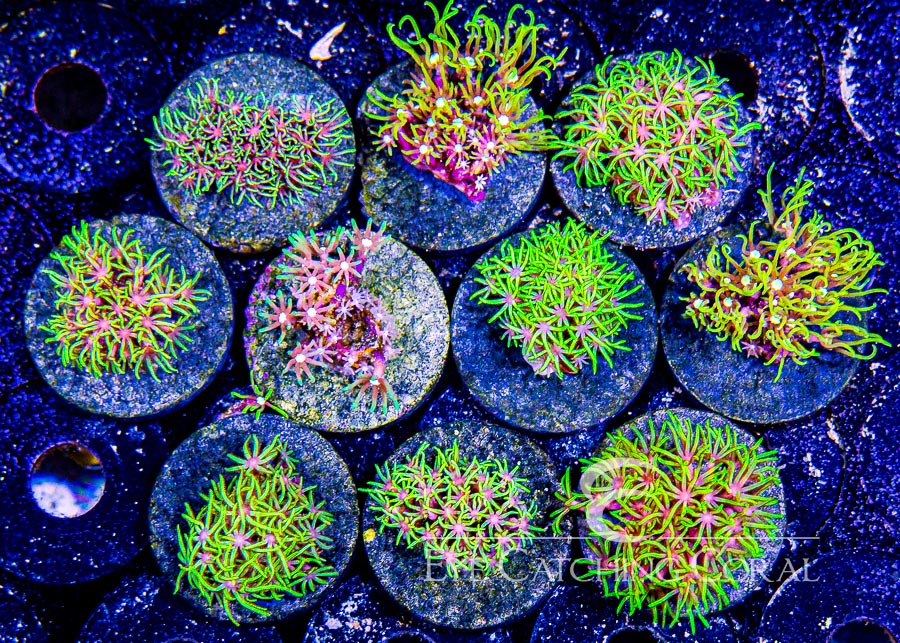 Wholesale Coral | Aussie & Indo Shipments | Eye Catching Coral