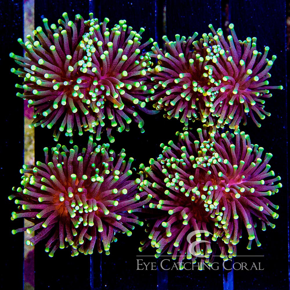 Wholesale Coral | Aussie & Indo Shipments | Eye Catching Coral