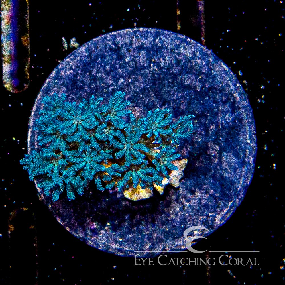 Wholesale Coral | Aussie & Indo Shipments | Eye Catching Coral