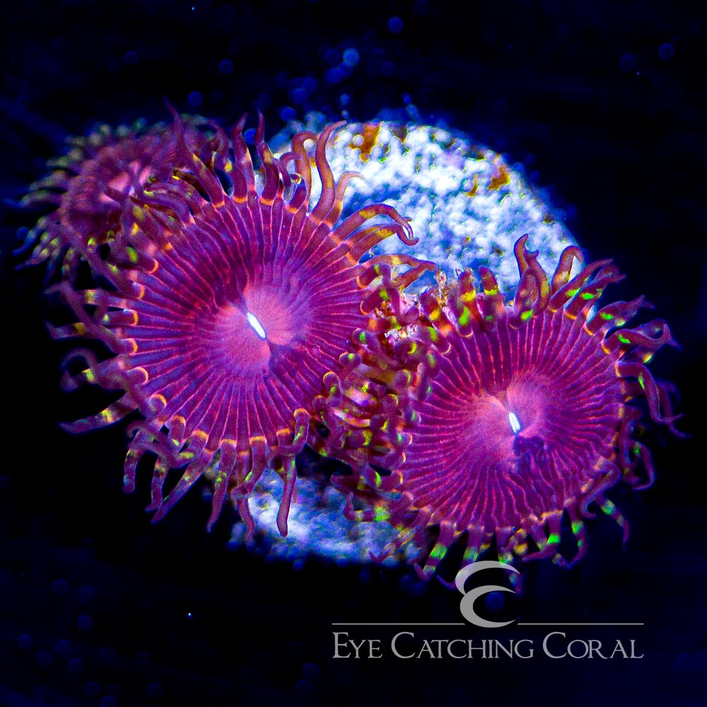 Wholesale Coral | Aussie & Indo Shipments | Eye Catching Coral