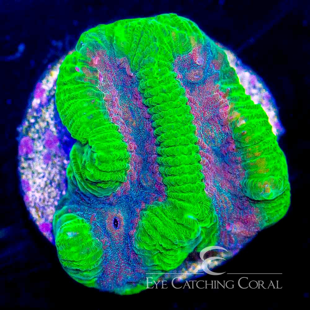 Wholesale Coral | Aussie & Indo Shipments | Eye Catching Coral
