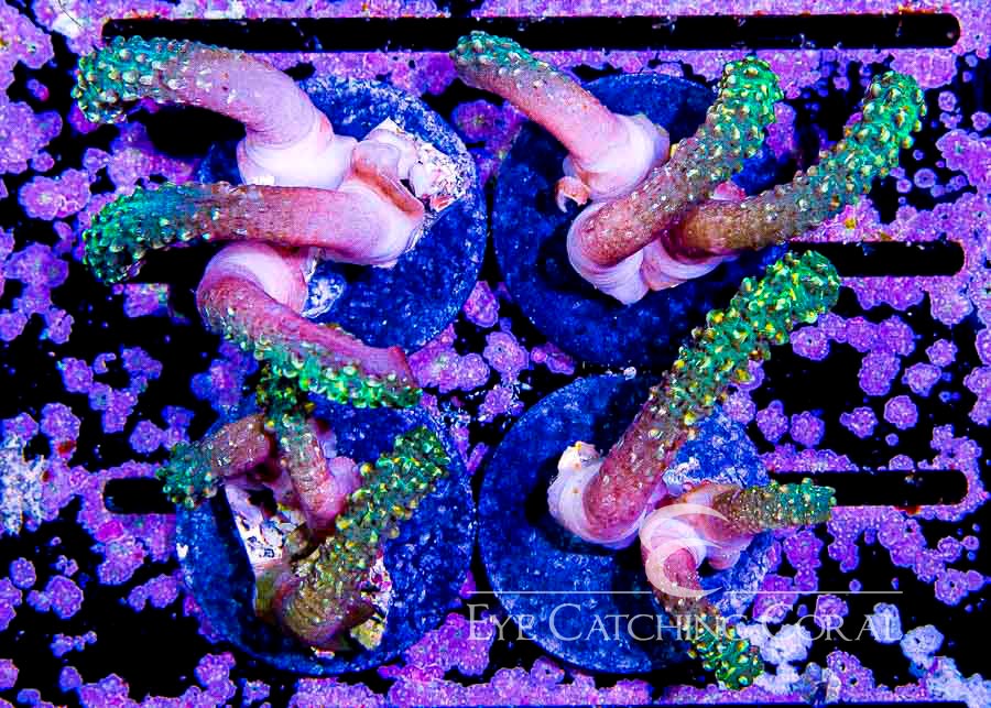 Wholesale Coral | Aussie & Indo Shipments | Eye Catching Coral