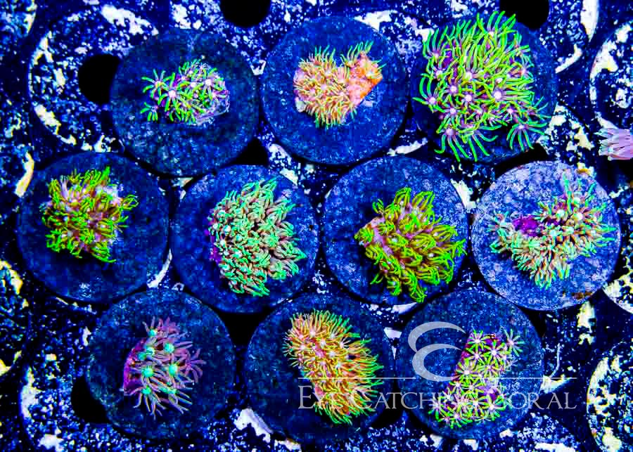 Wholesale Coral | Aussie & Indo Shipments | Eye Catching Coral