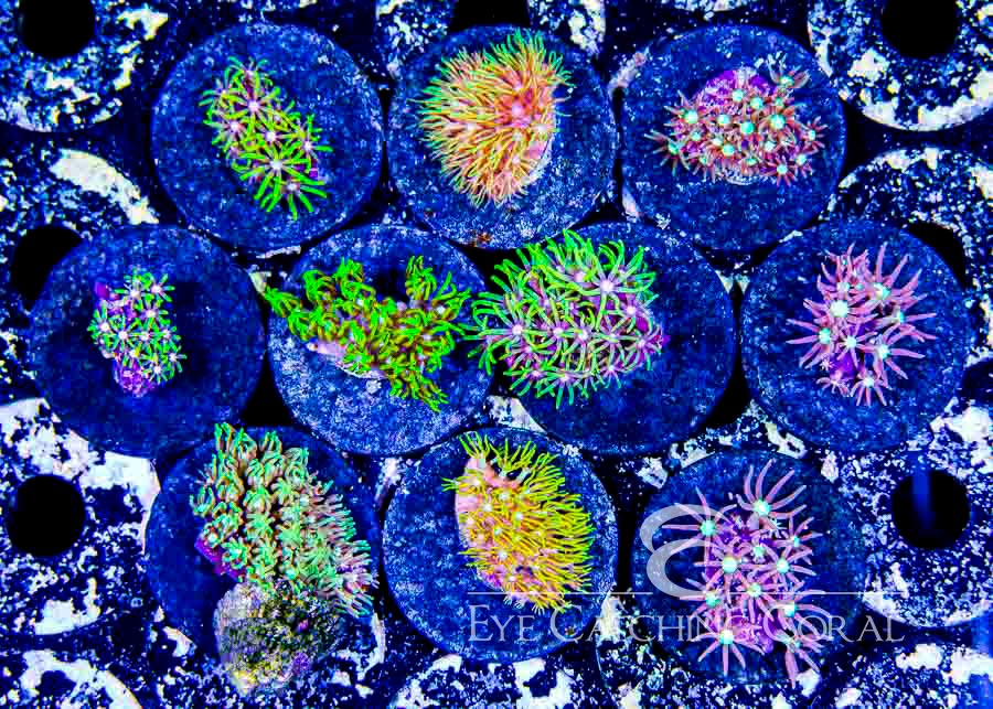 Wholesale Coral | Aussie & Indo Shipments | Eye Catching Coral