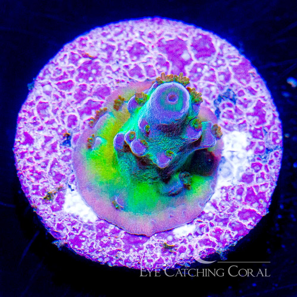 Wholesale Coral | Aussie & Indo Shipments | Eye Catching Coral