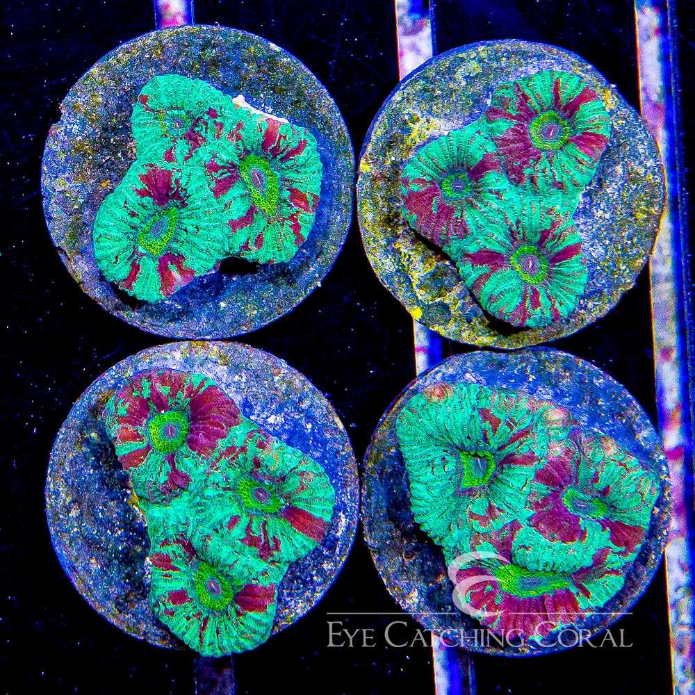 Wholesale Coral | Aussie & Indo Shipments | Eye Catching Coral