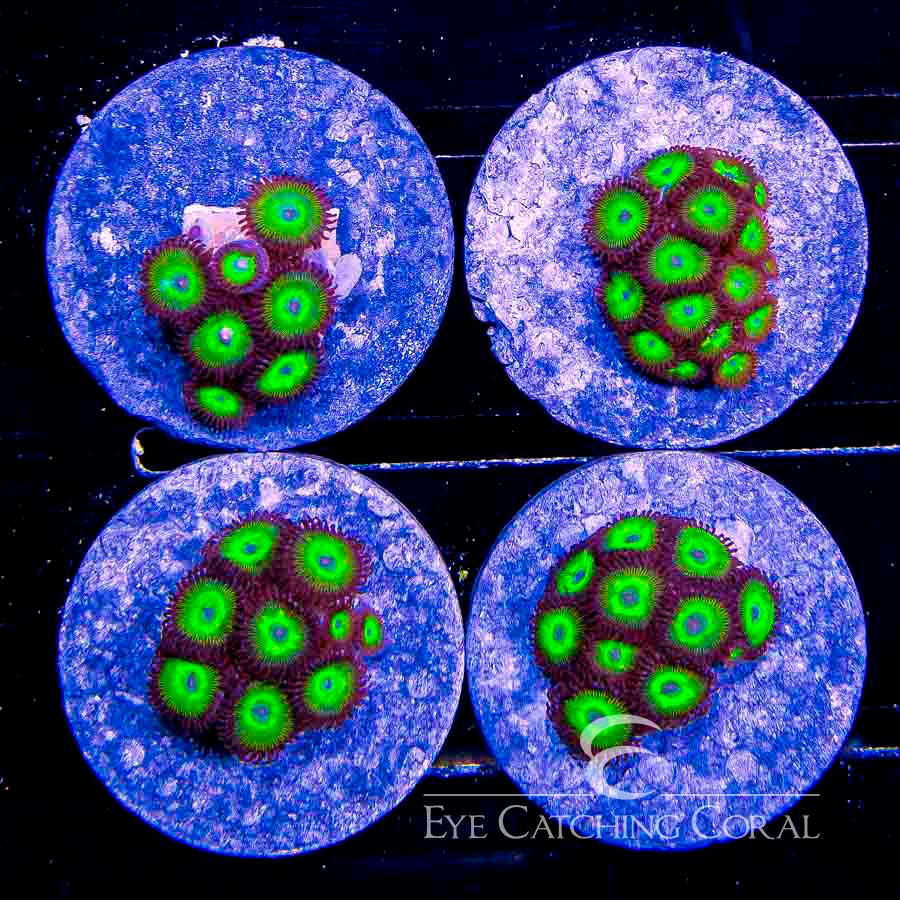 Wholesale Coral | Aussie & Indo Shipments | Eye Catching Coral