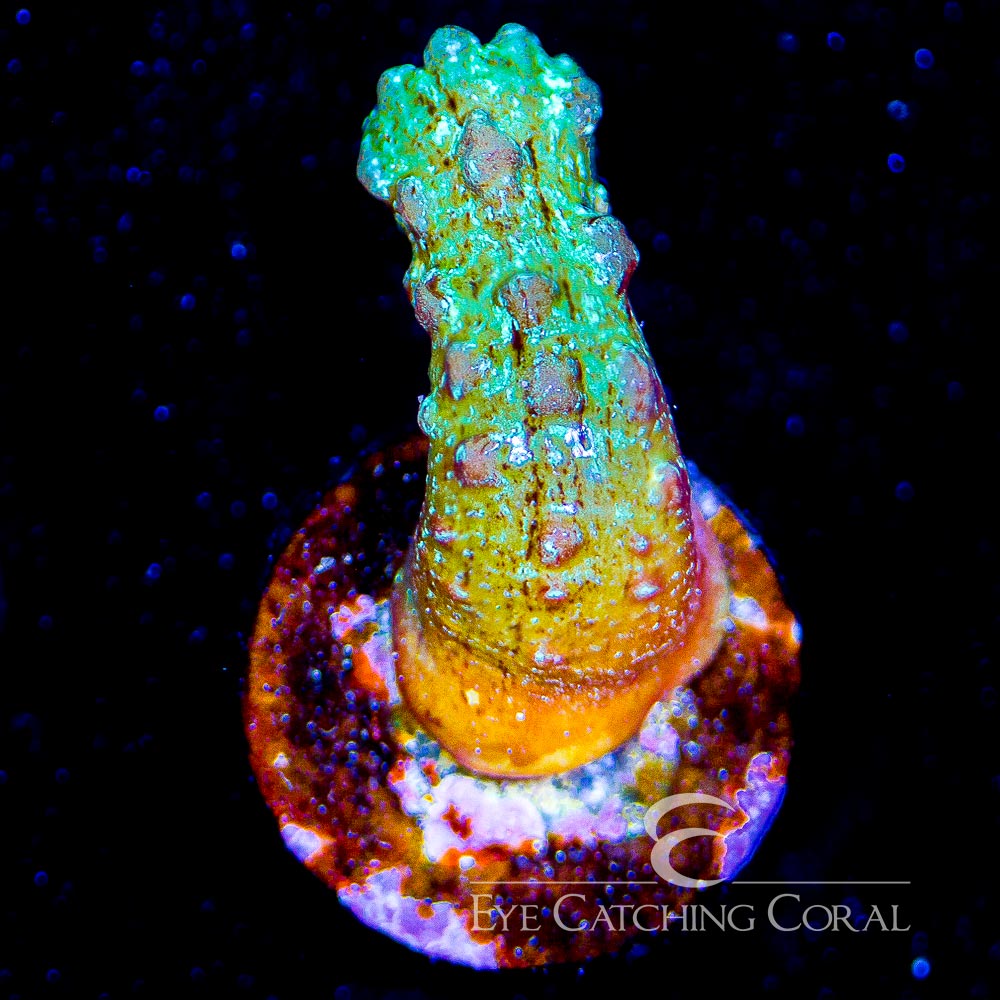 Wholesale Coral | Aussie & Indo Shipments | Eye Catching Coral