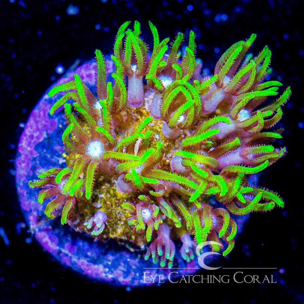 Wholesale Coral | Aussie & Indo Shipments | Eye Catching Coral