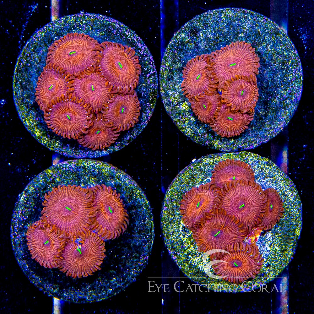 Wholesale Coral | Aussie & Indo Shipments | Eye Catching Coral