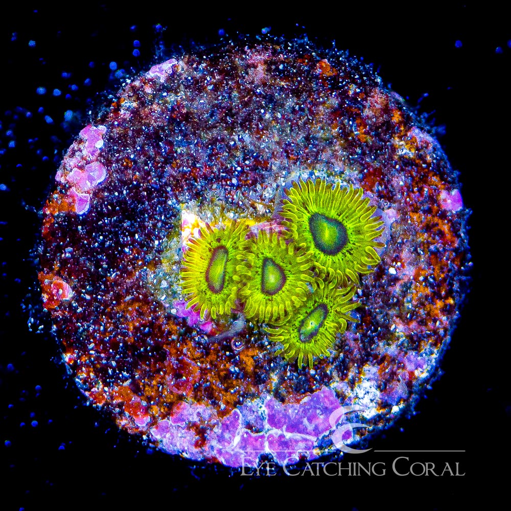 Wholesale Coral | Aussie & Indo Shipments | Eye Catching Coral