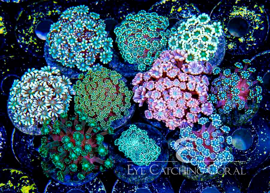 Wholesale Coral | Aussie & Indo Shipments | Eye Catching Coral