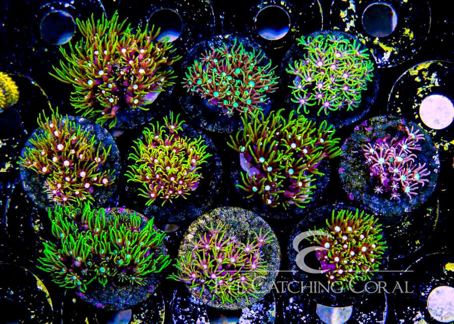 Wholesale Coral | Aussie & Indo Shipments | Eye Catching Coral
