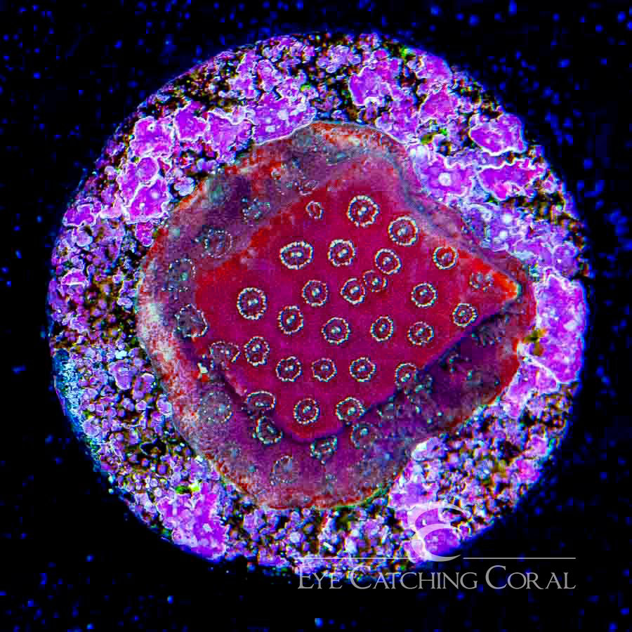 Wholesale Coral | Aussie & Indo Shipments | Eye Catching Coral