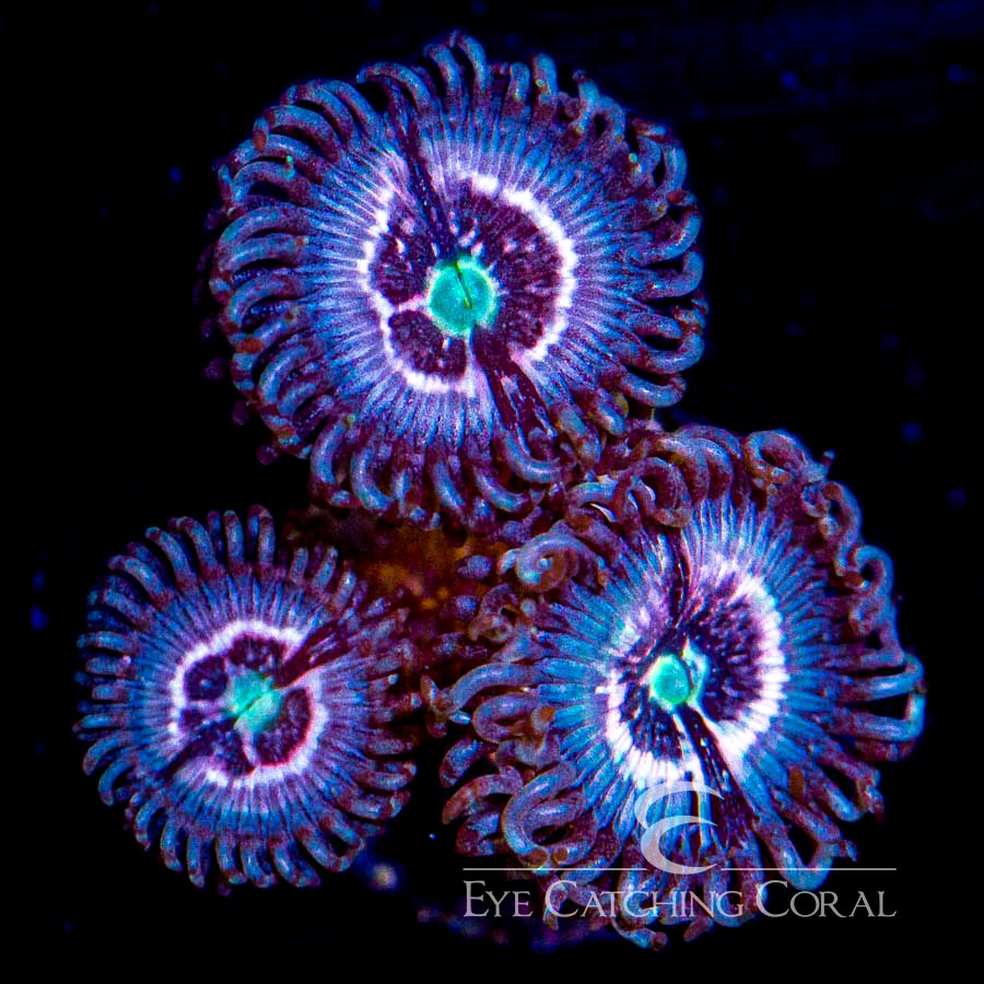 Wholesale Coral | Aussie & Indo Shipments | Eye Catching Coral