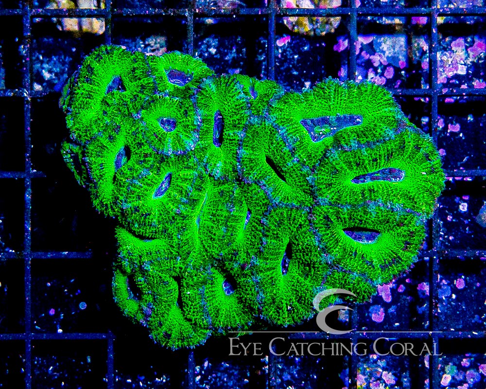 Wholesale Coral | Aussie & Indo Shipments | Eye Catching Coral
