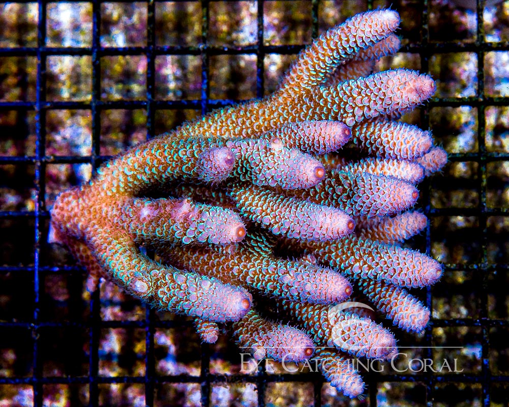 Wholesale Coral | Aussie & Indo Shipments | Eye Catching Coral