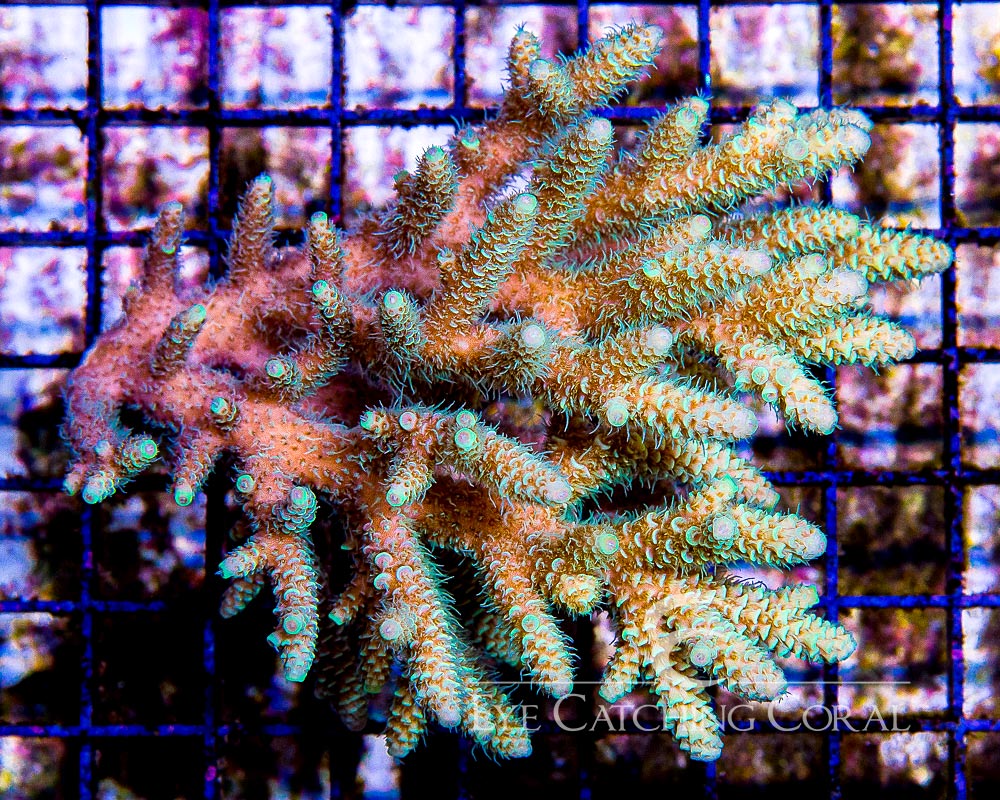 Wholesale Coral | Aussie & Indo Shipments | Eye Catching Coral
