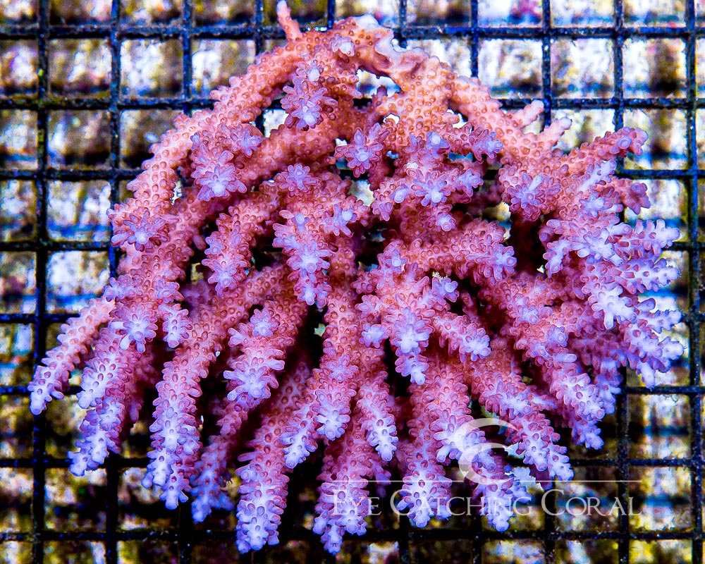 Wholesale Coral | Aussie & Indo Shipments | Eye Catching Coral