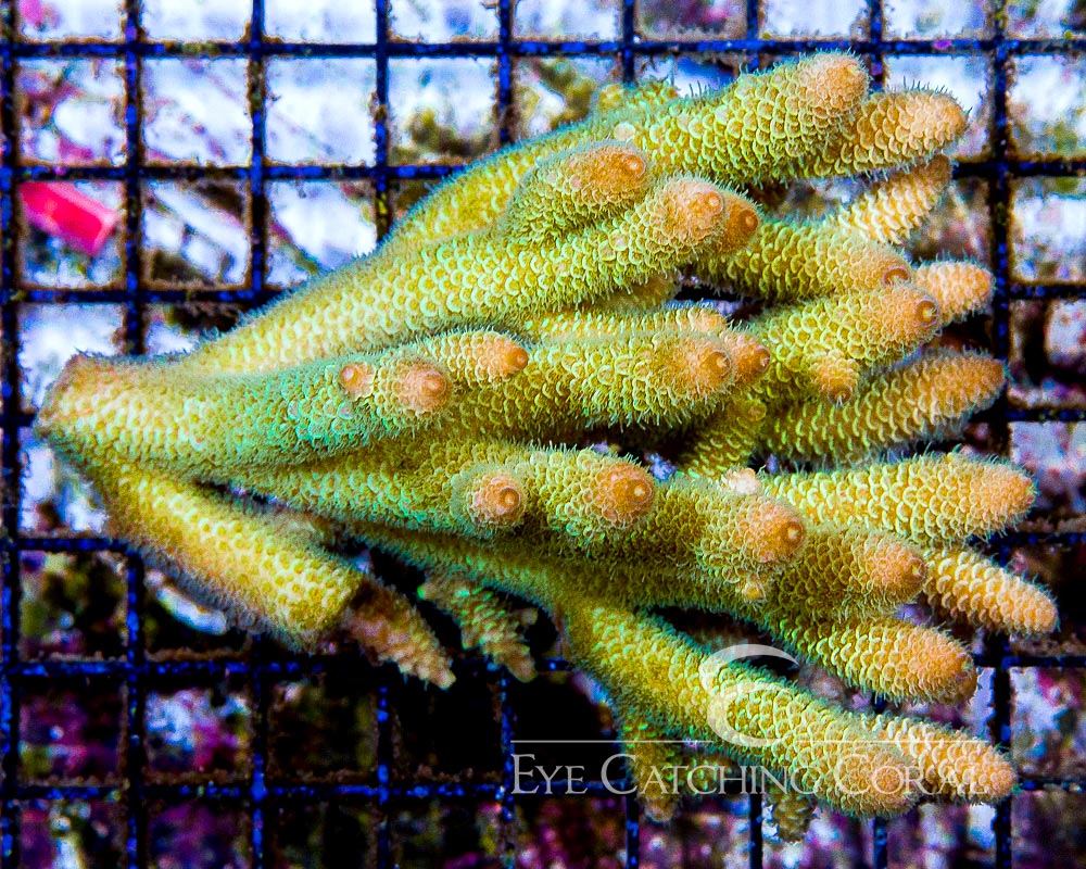 Wholesale Coral | Aussie & Indo Shipments | Eye Catching Coral
