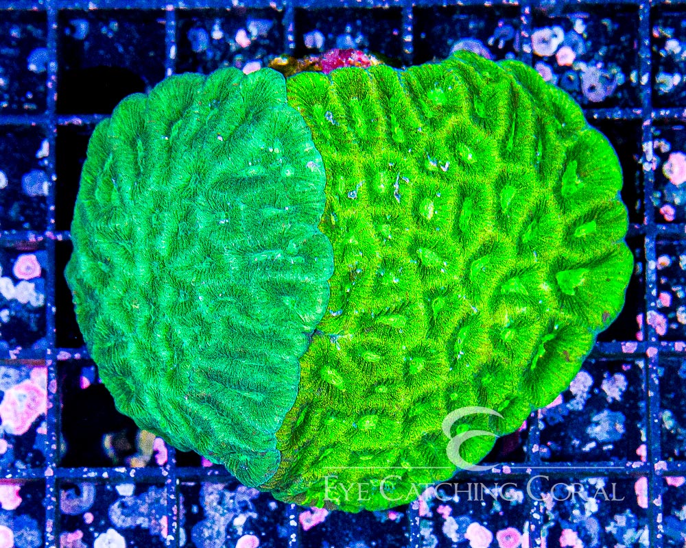 Wholesale Coral | Aussie & Indo Shipments | Eye Catching Coral