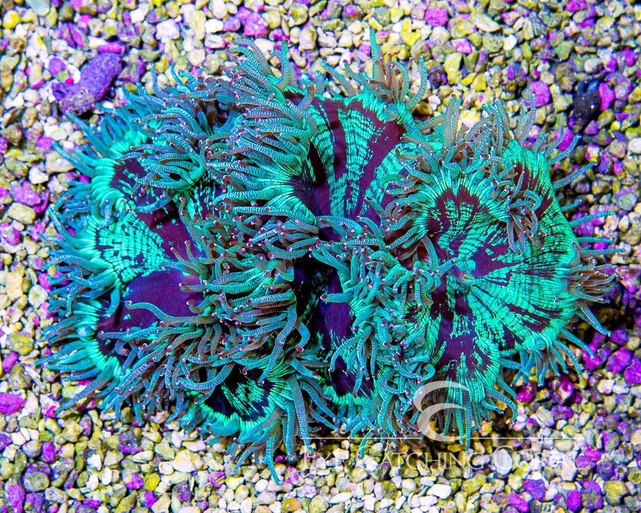 Wholesale Coral | Aussie & Indo Shipments | Eye Catching Coral