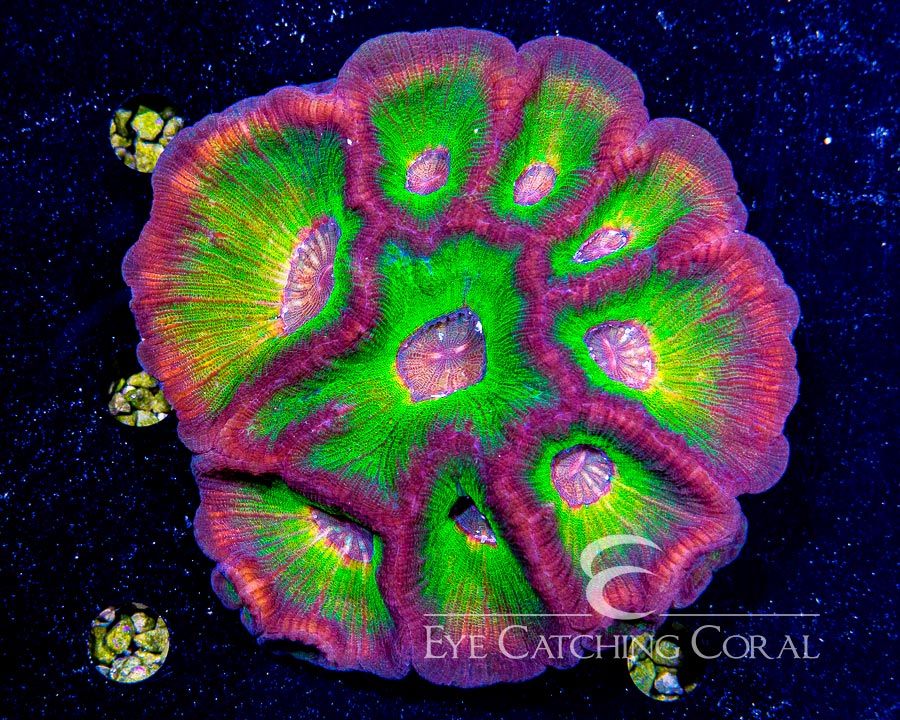 Wholesale Coral | Aussie & Indo Shipments | Eye Catching Coral