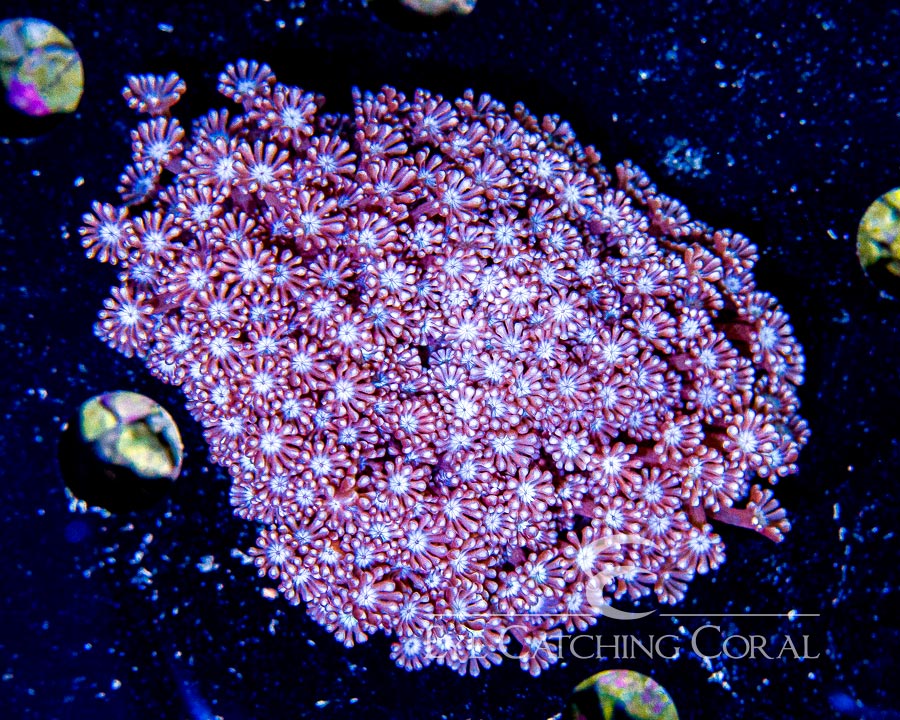 Wholesale Coral | Aussie & Indo Shipments | Eye Catching Coral