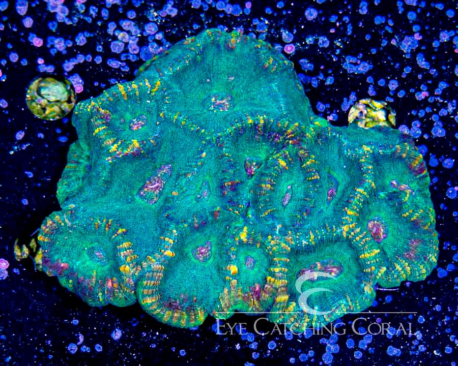 Wholesale Coral | Aussie & Indo Shipments | Eye Catching Coral