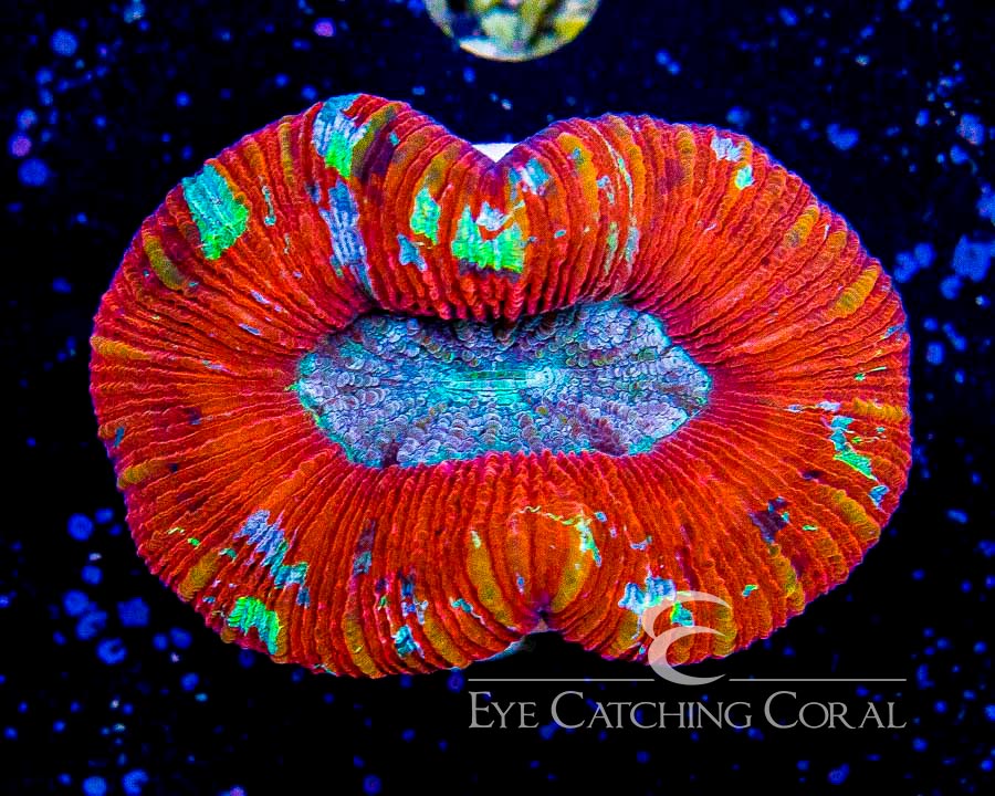 Wholesale Coral | Aussie & Indo Shipments | Eye Catching Coral