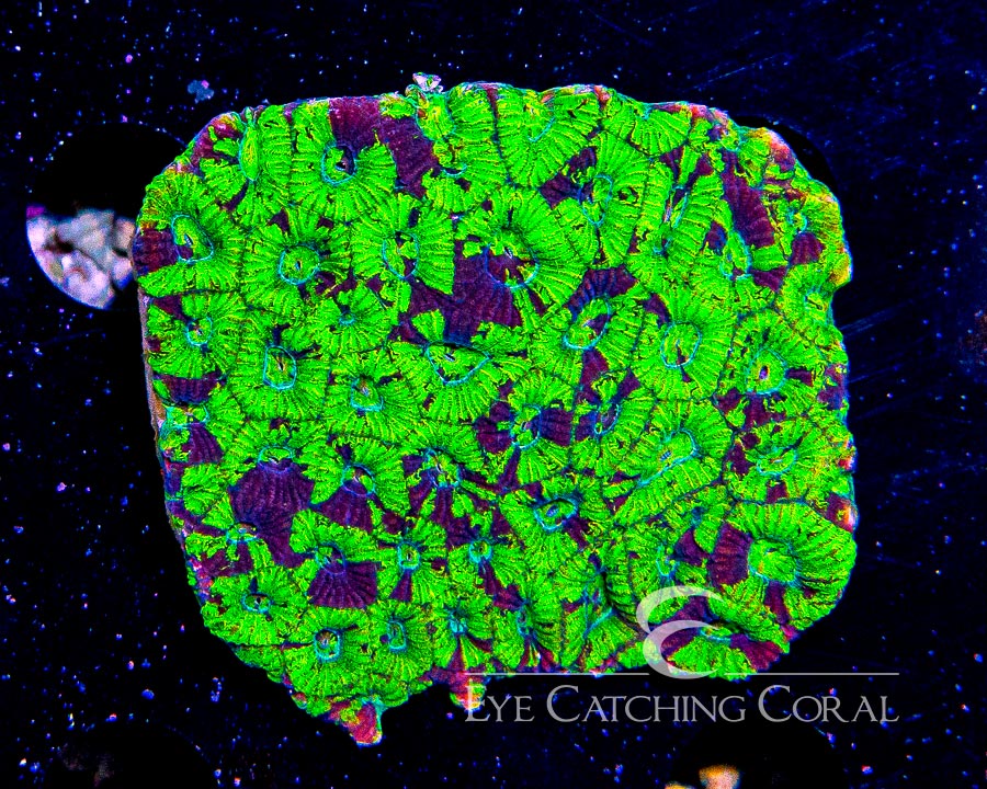 Wholesale Coral | Aussie & Indo Shipments | Eye Catching Coral