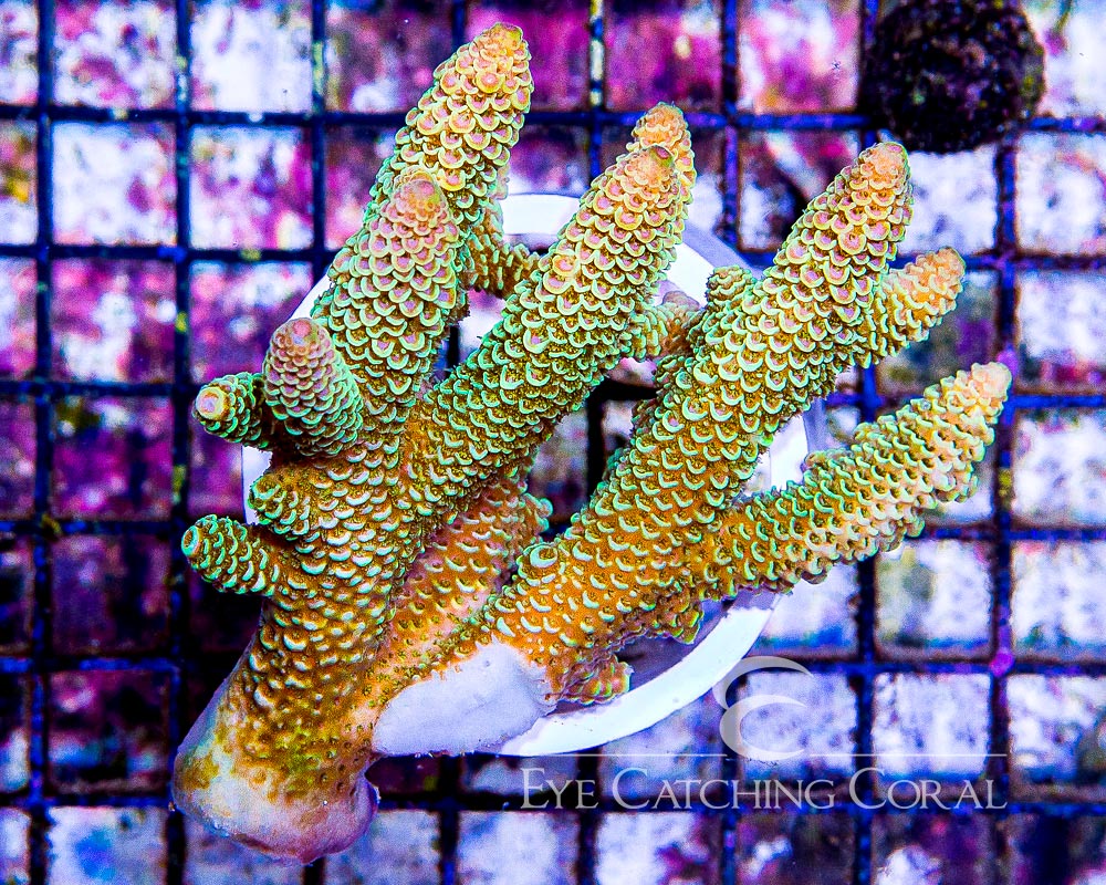 Wholesale Coral | Aussie & Indo Shipments | Eye Catching Coral