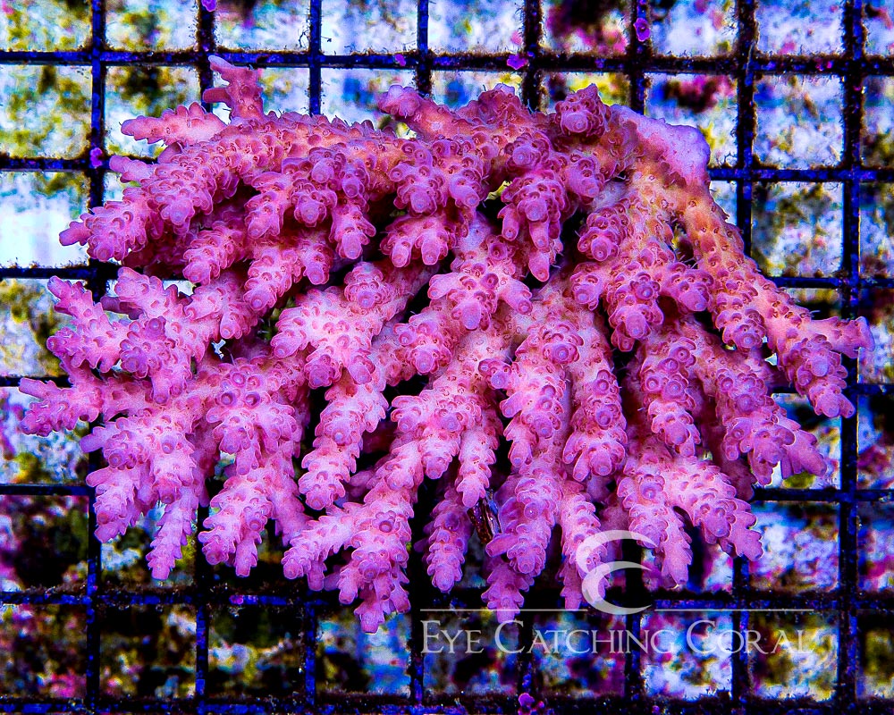 Wholesale Coral | Aussie & Indo Shipments | Eye Catching Coral