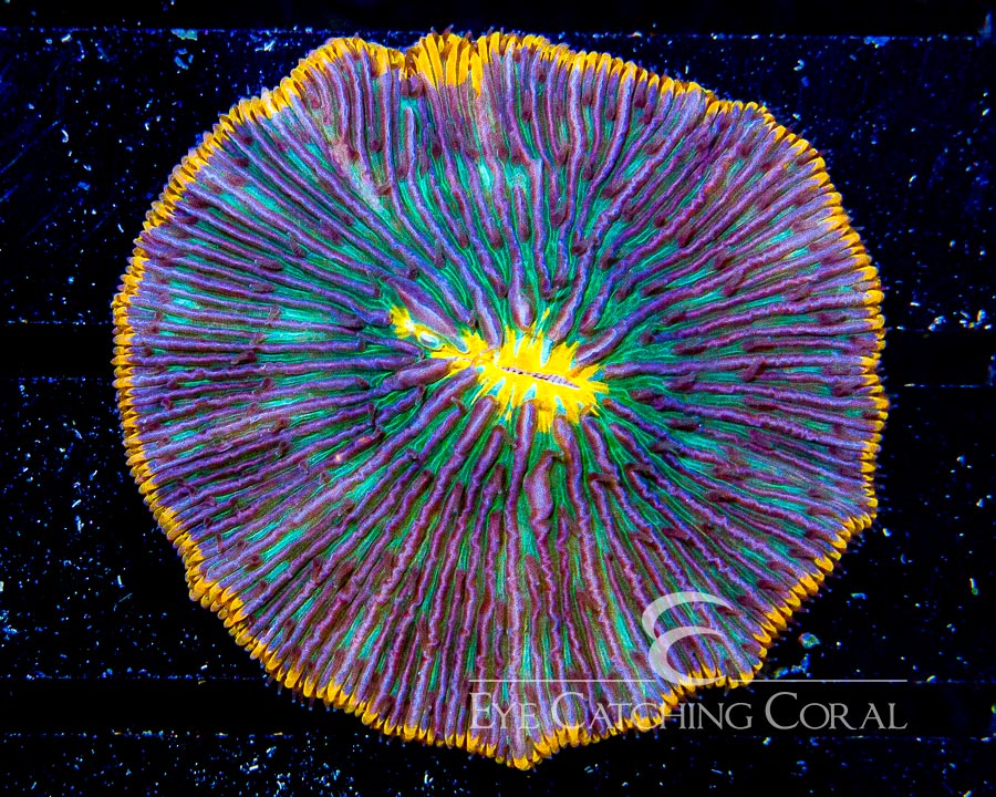 Wholesale Coral | Aussie & Indo Shipments | Eye Catching Coral