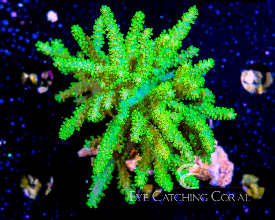 Wholesale Coral | Aussie & Indo Shipments | Eye Catching Coral