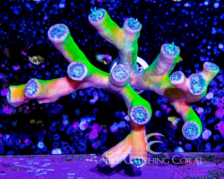 Wholesale Coral | Aussie & Indo Shipments | Eye Catching Coral