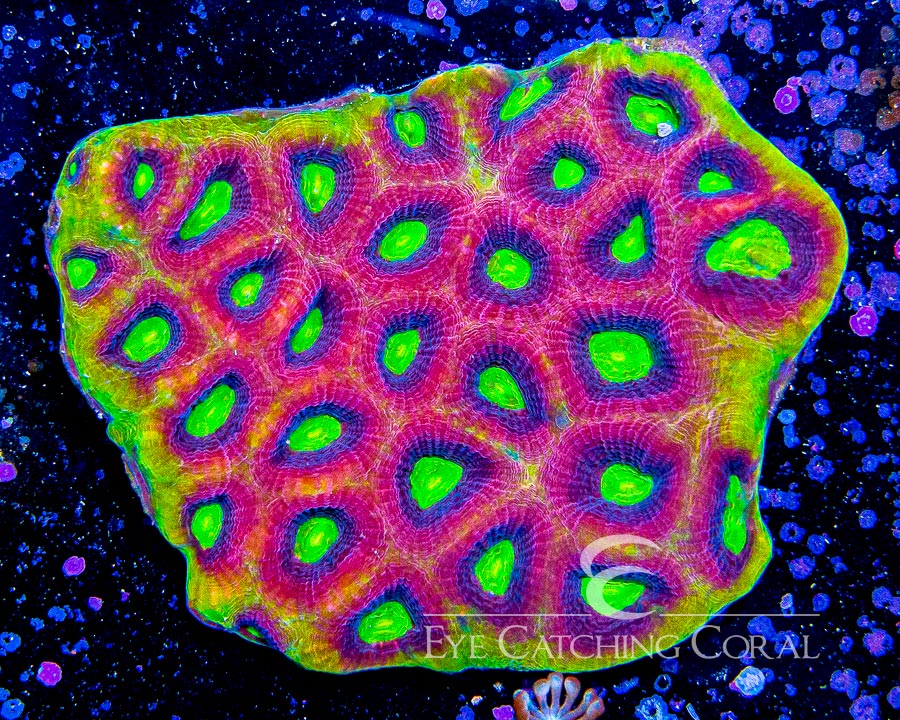 Wholesale Coral | Aussie & Indo Shipments | Eye Catching Coral