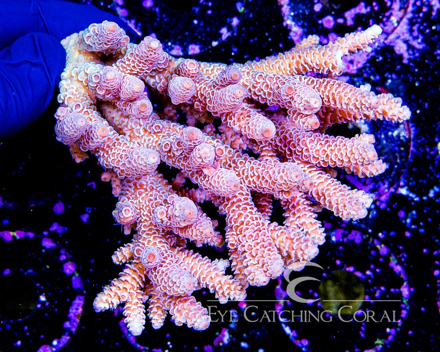 Wholesale Coral | Aussie & Indo Shipments | Eye Catching Coral