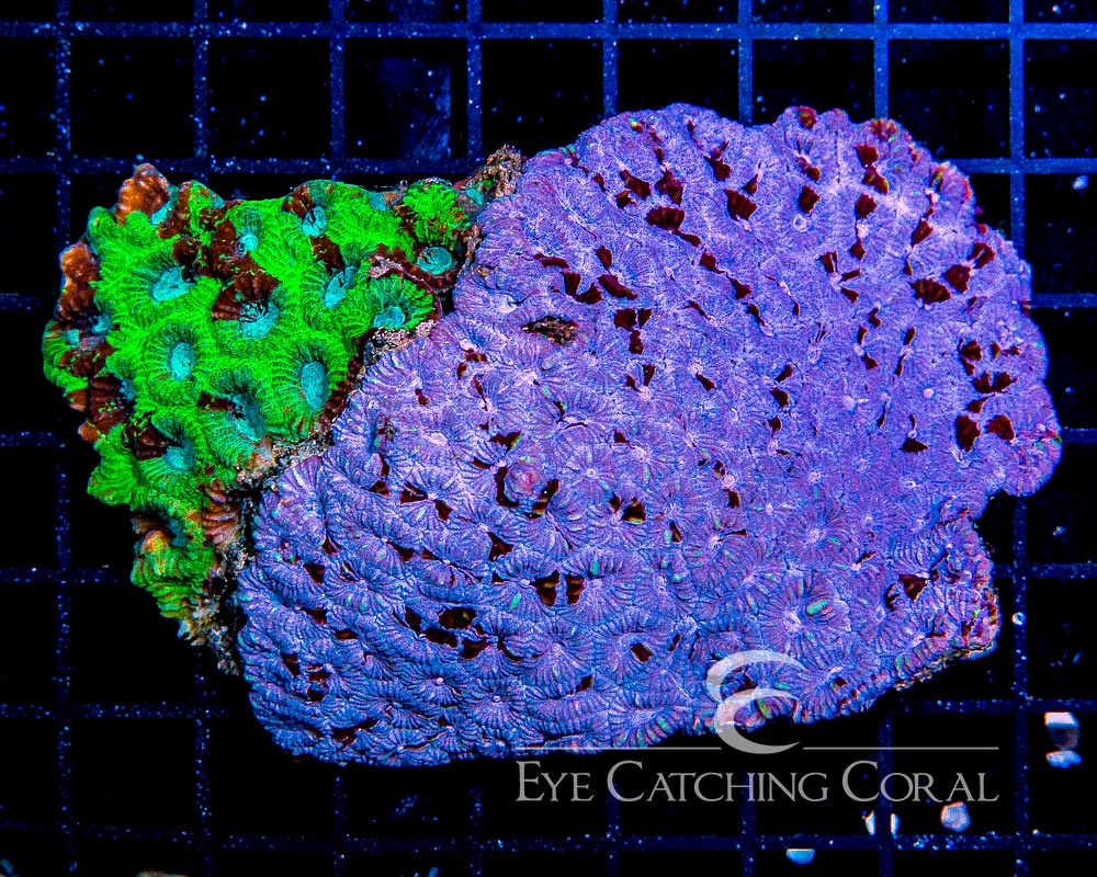 Wholesale Coral | Aussie & Indo Shipments | Eye Catching Coral