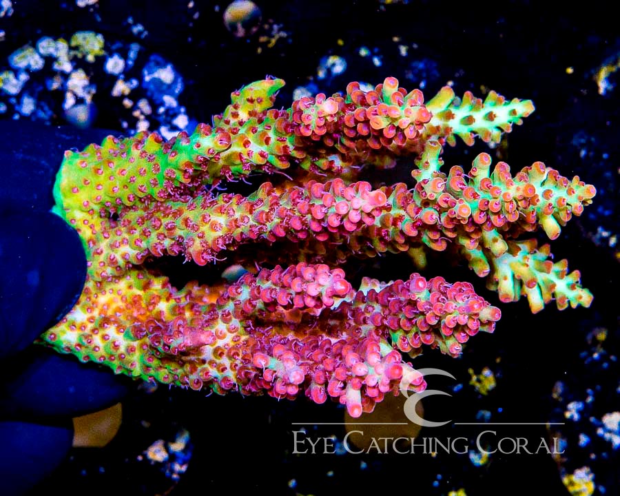 Wholesale Coral | Aussie & Indo Shipments | Eye Catching Coral
