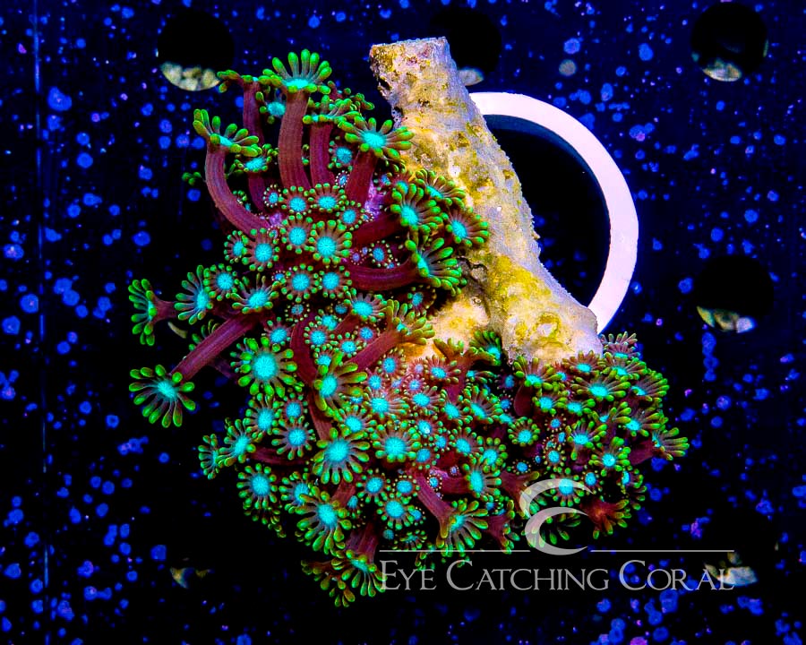 Wholesale Coral | Aussie & Indo Shipments | Eye Catching Coral