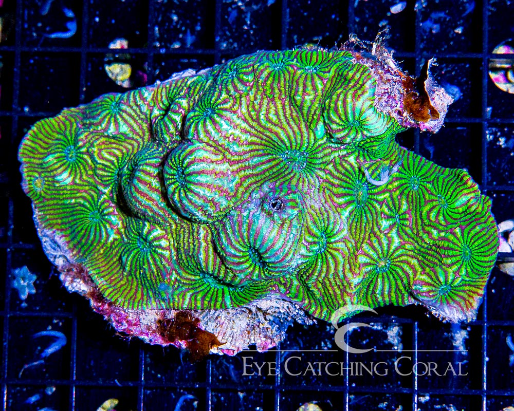 Wholesale Coral | Aussie & Indo Shipments | Eye Catching Coral