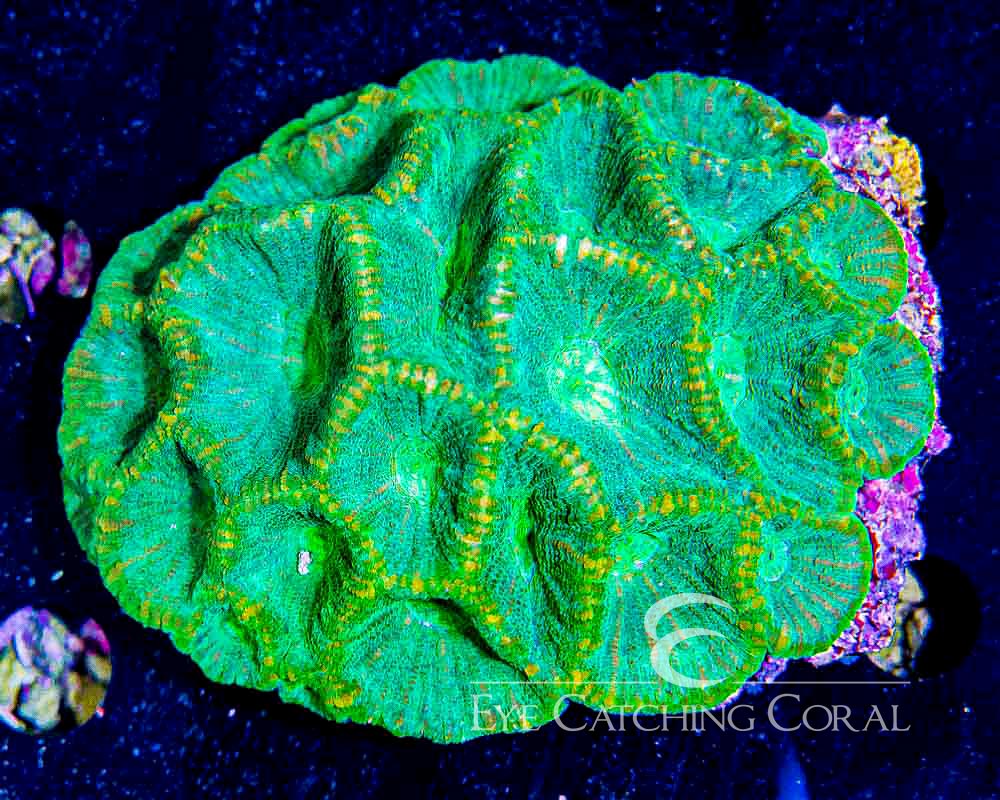 Wholesale Coral | Aussie & Indo Shipments | Eye Catching Coral