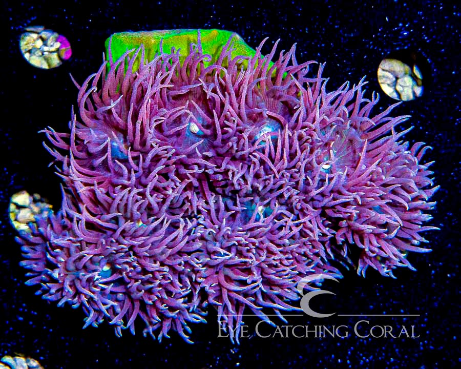 Wholesale Coral | Aussie & Indo Shipments | Eye Catching Coral